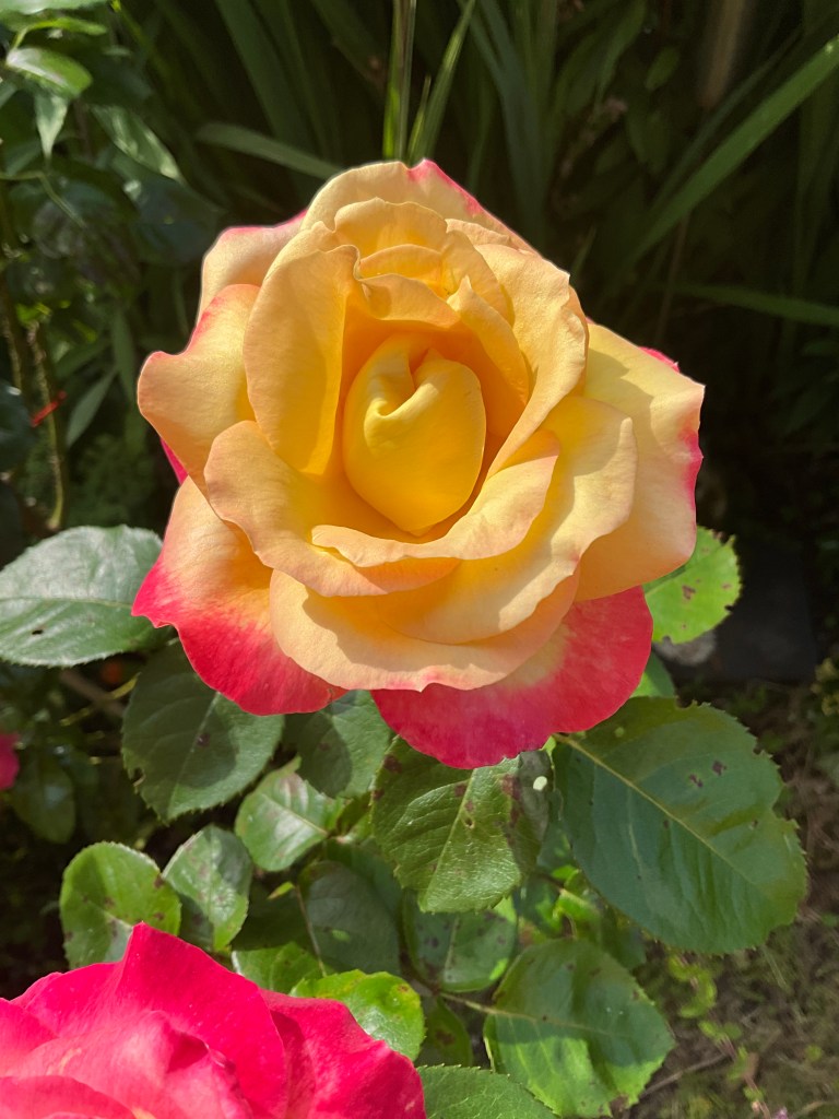 Roos Rose – betekenisgeving & levenshorizon